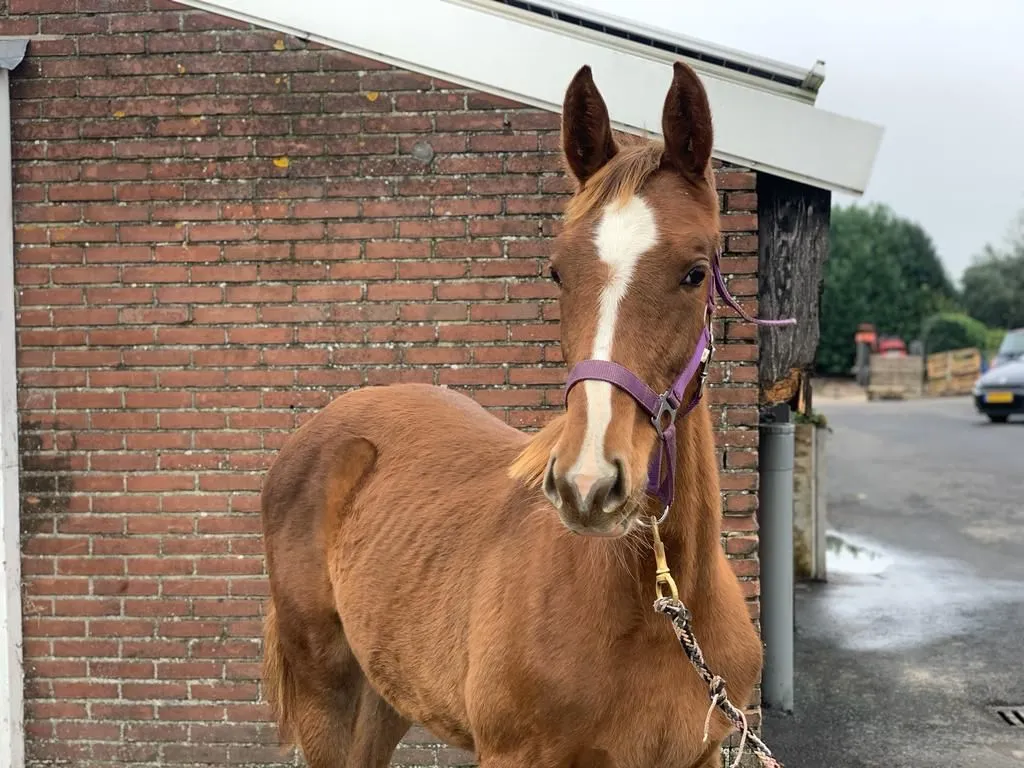 Lipton | Zorgonderneming Vossenburght